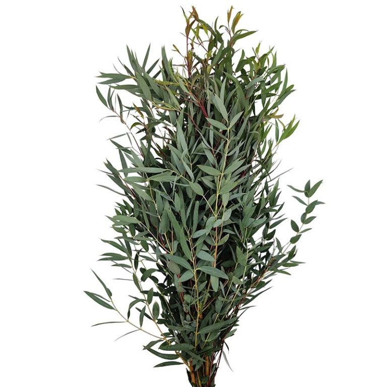 Eucalipto parvifolia - Florisul